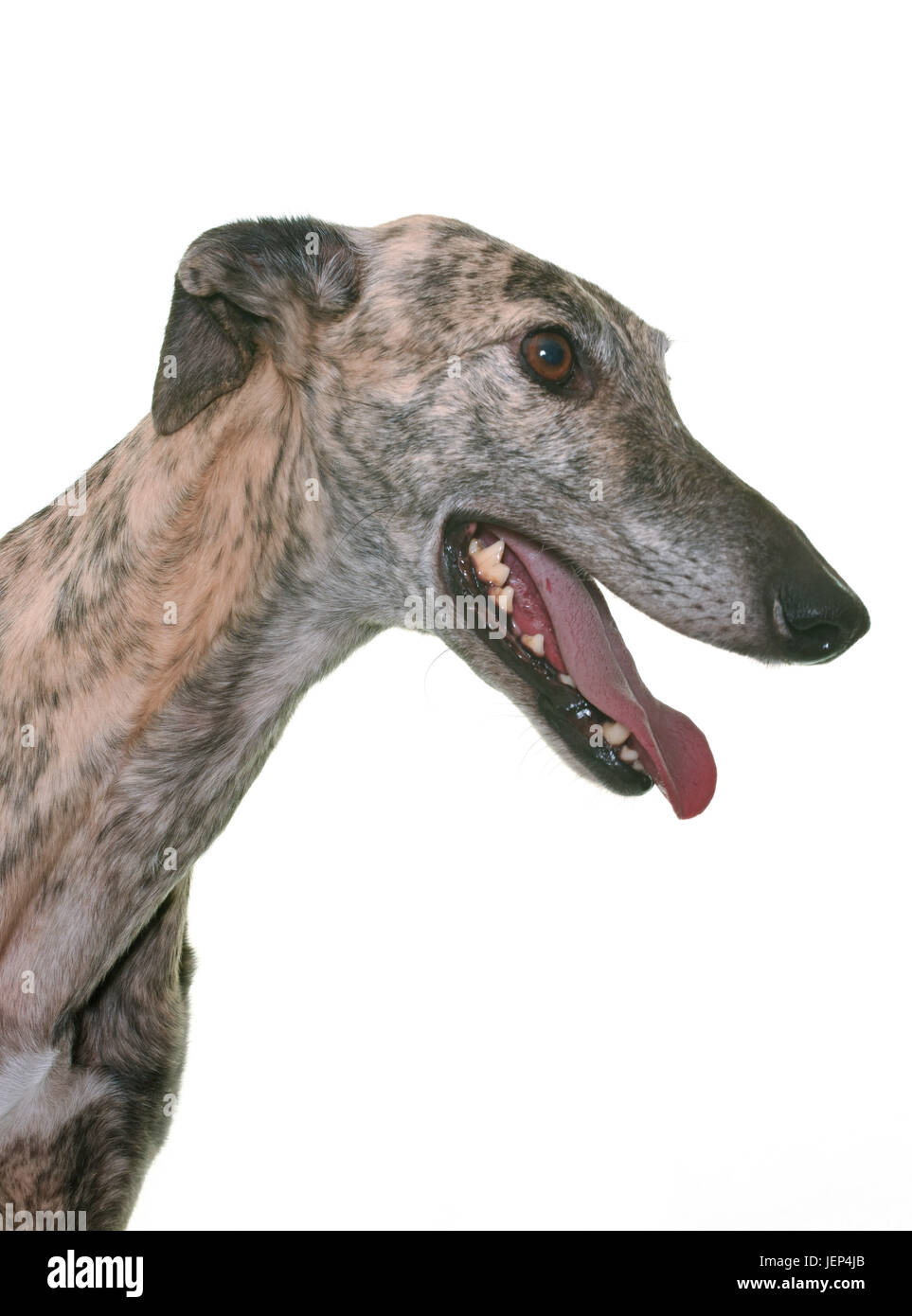galgo espanol in front of white background Stock Photo - Alamy