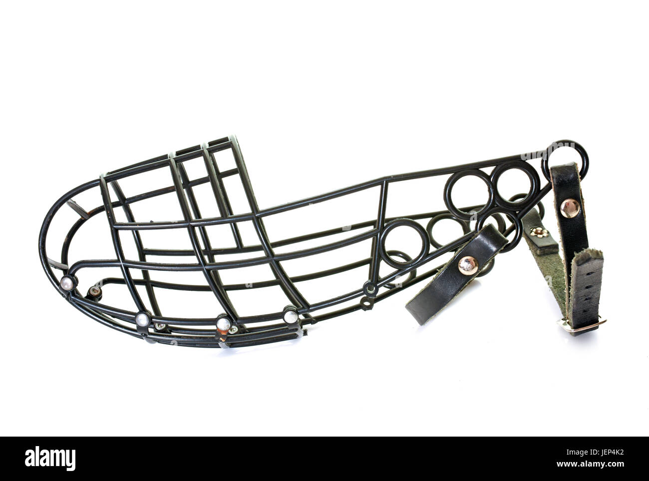 greyhound muzzle in front of white background Stock Photo - Alamy