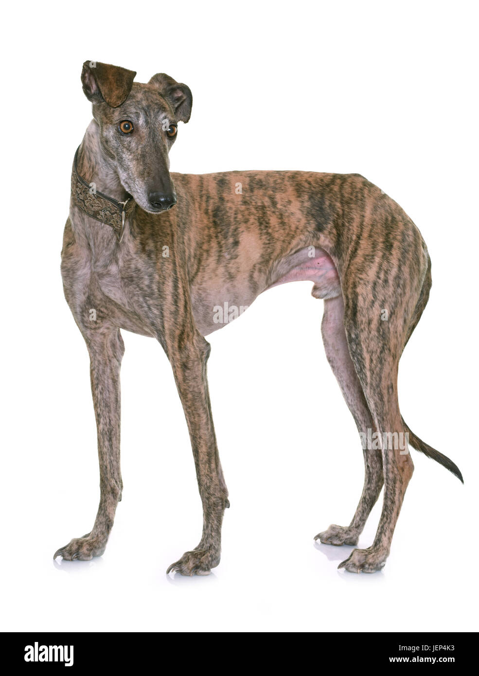 galgo espanol in front of white background Stock Photo - Alamy
