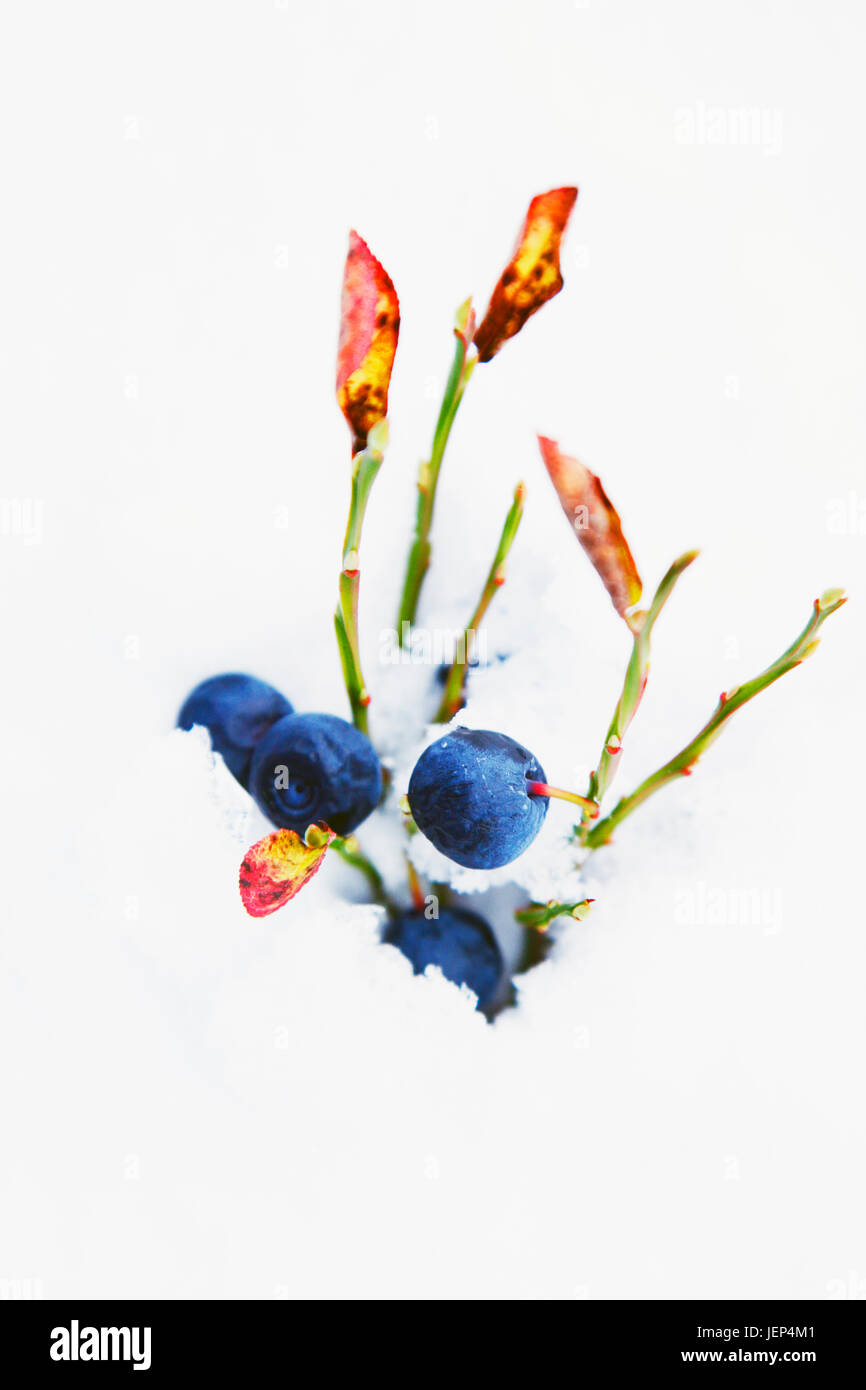Blueberry plant in snow Stock Photo - Alamy