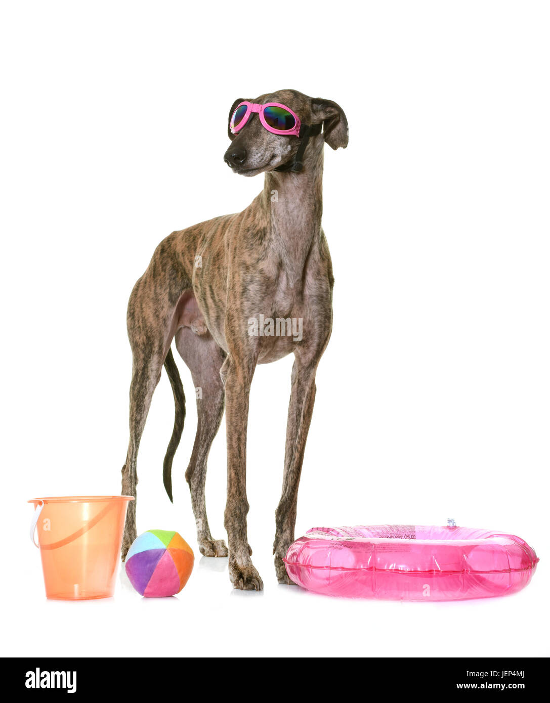 galgo espanol in summer in front of white background Stock Photo - Alamy