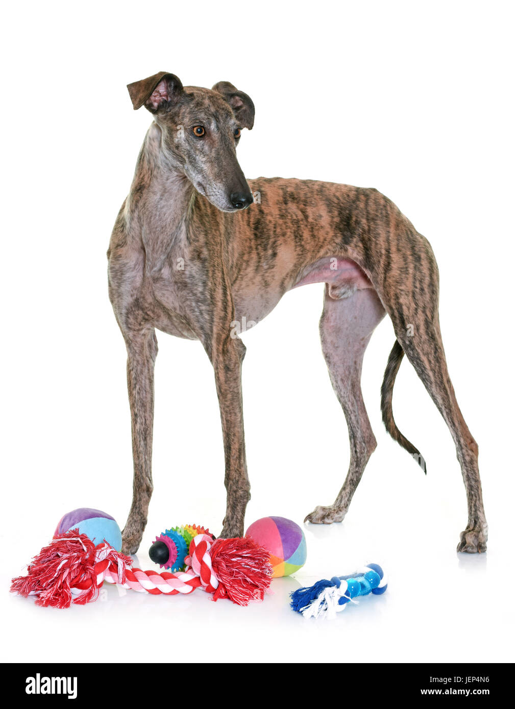 galgo espanol in front of white background Stock Photo - Alamy