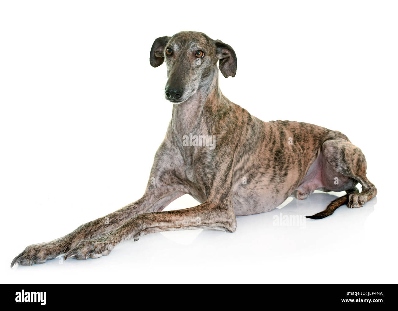 galgo espanol in front of white background Stock Photo - Alamy