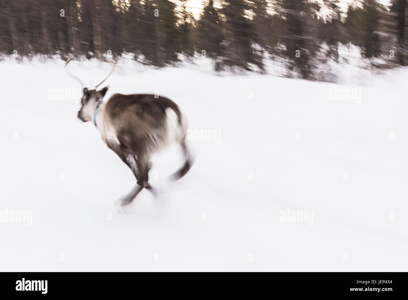 Reindeer running hi-res stock photography and images - Alamy