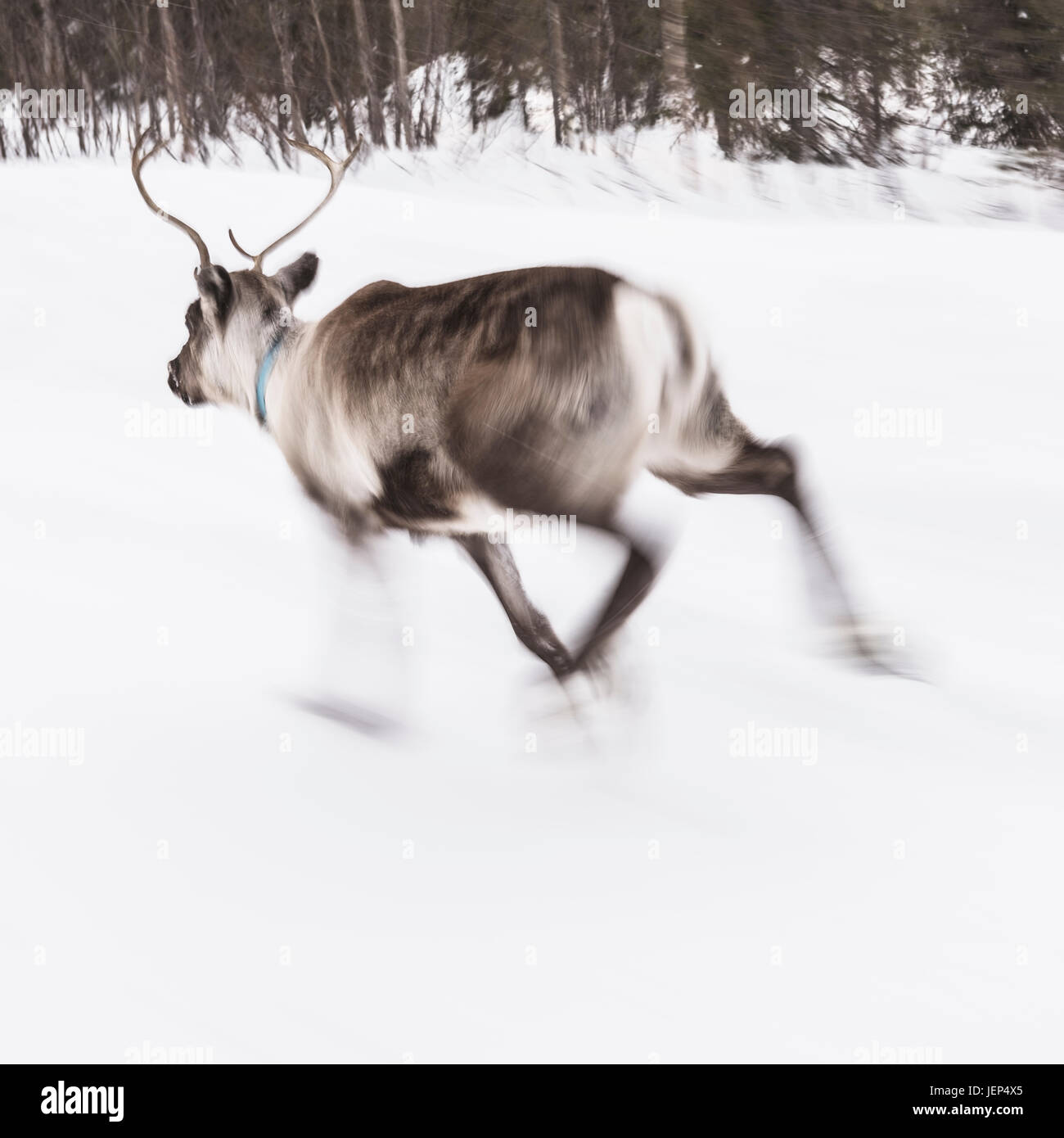 Reindeer running hi-res stock photography and images - Alamy