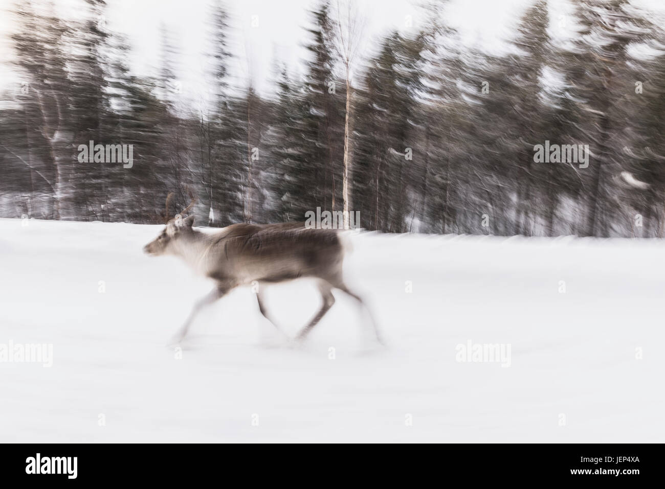 Reindeer running hi-res stock photography and images - Alamy