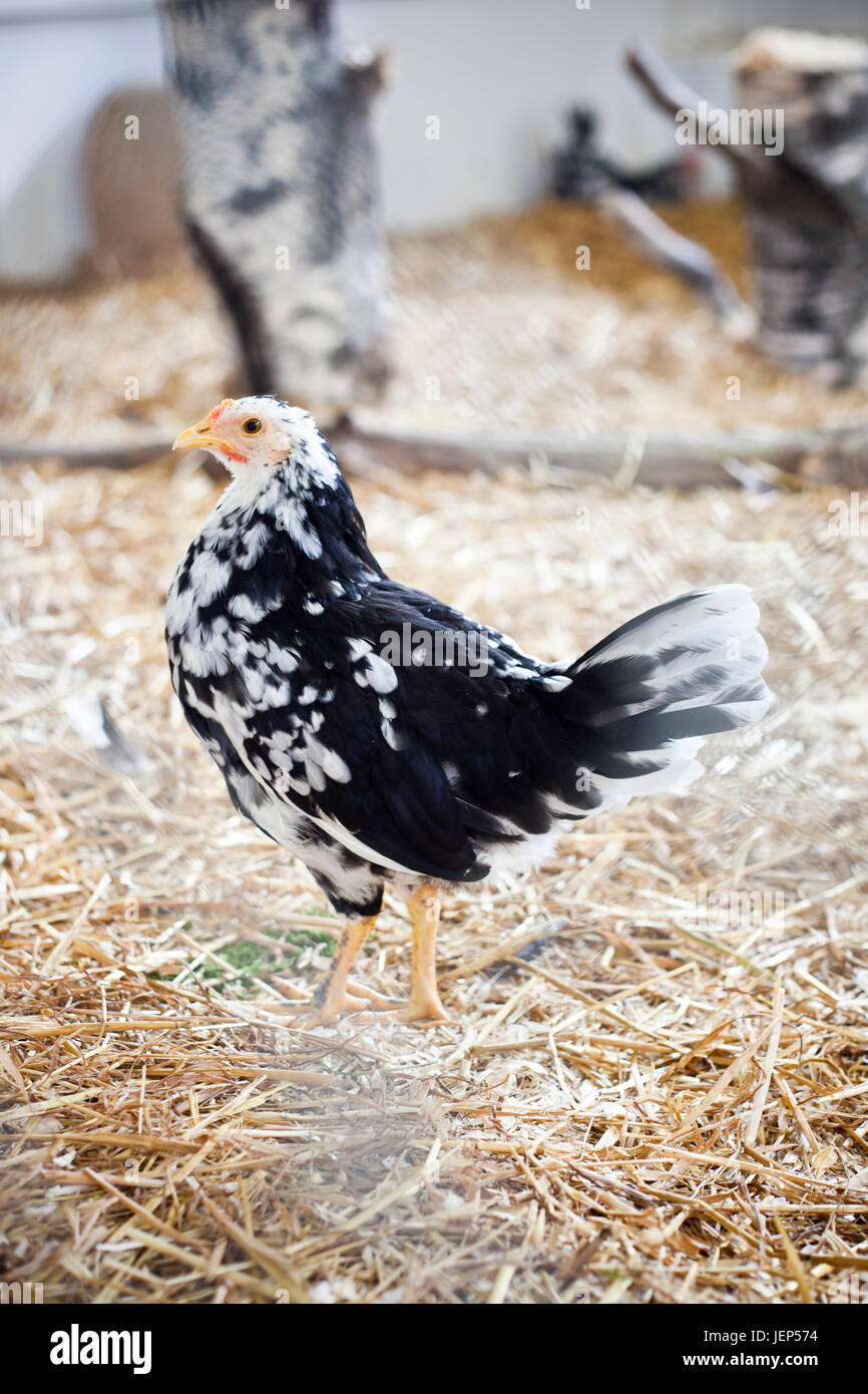 Pictures Of Black And White Chickens at Ernie Gill blog
