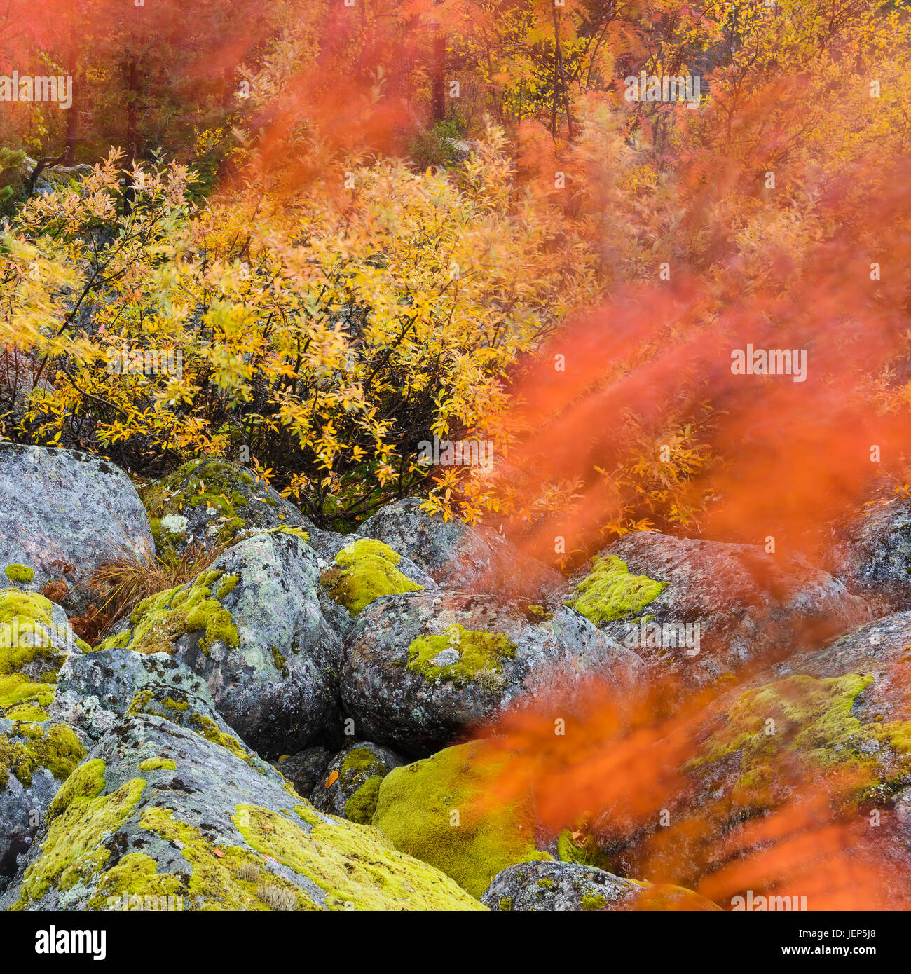 Rocks among autumn trees Stock Photo - Alamy