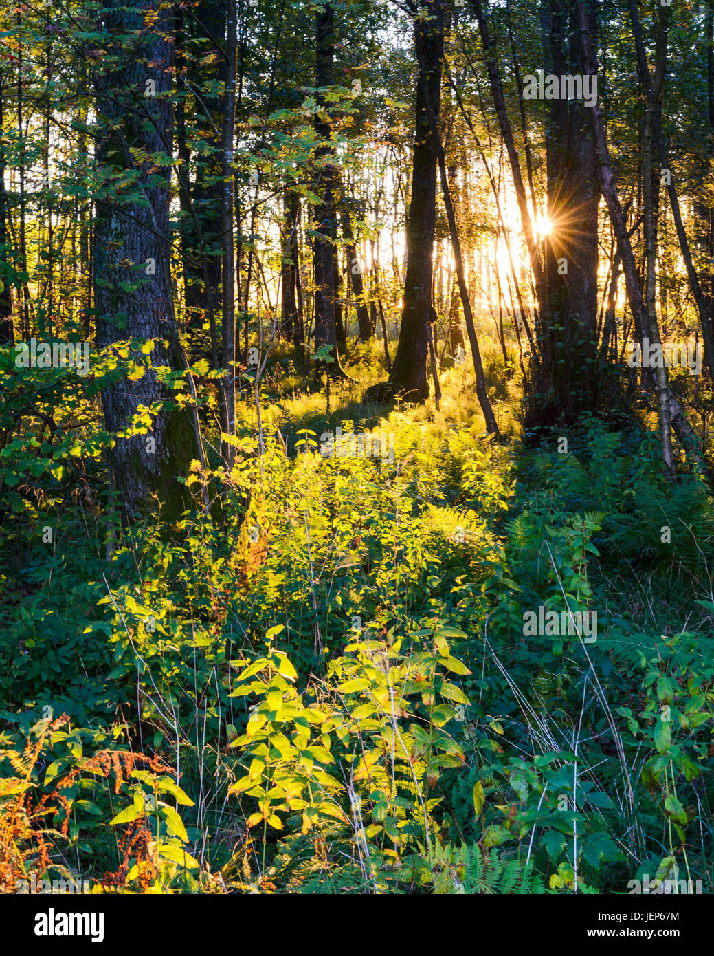 Evening sunlight in forest Stock Photo - Alamy