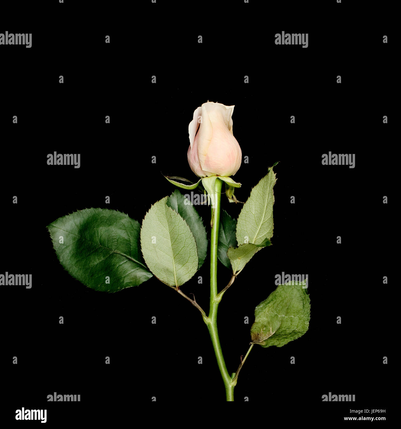 White rose on black background Stock Photo - Alamy