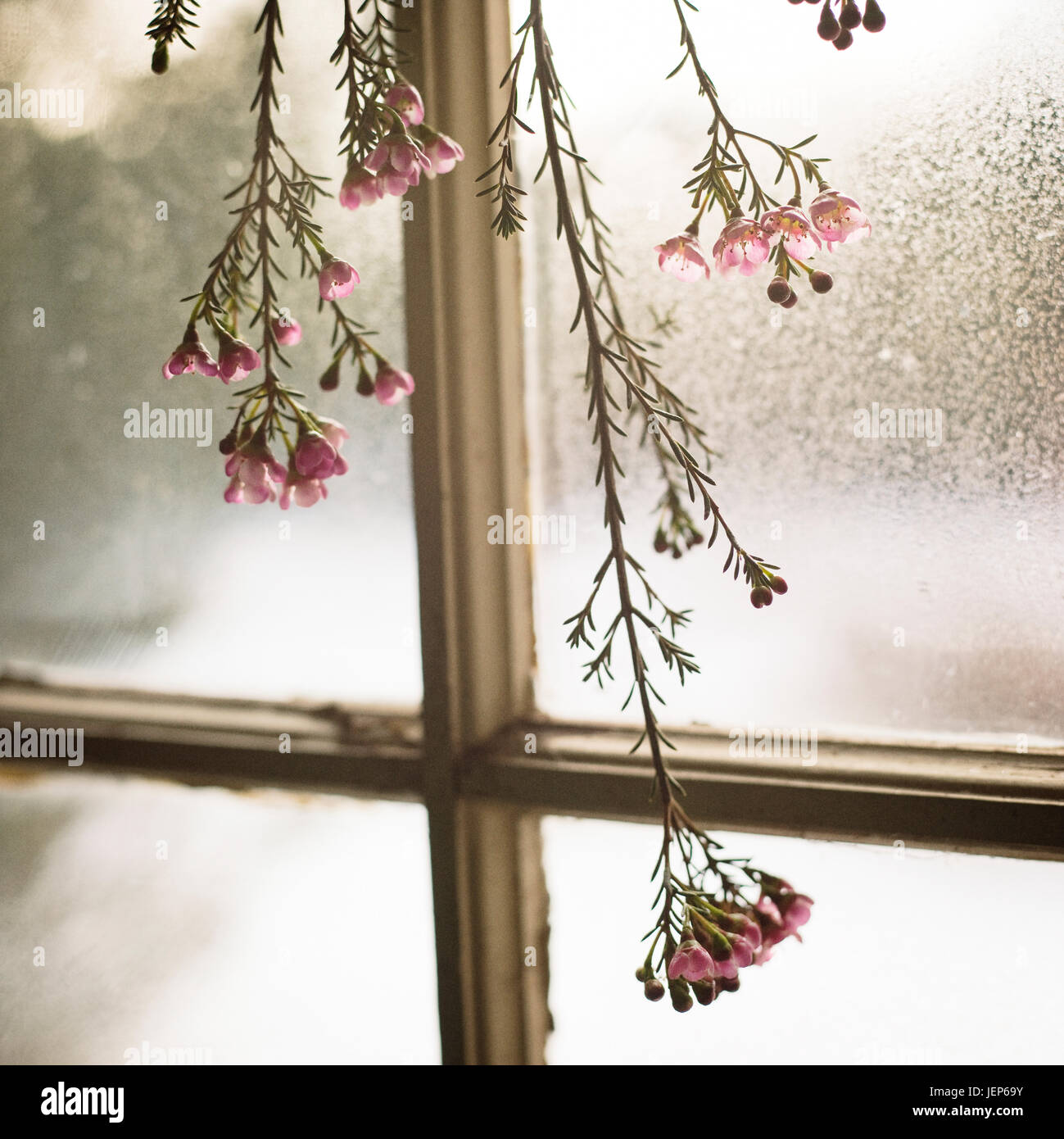 Wildflowers, window on background Stock Photo - Alamy