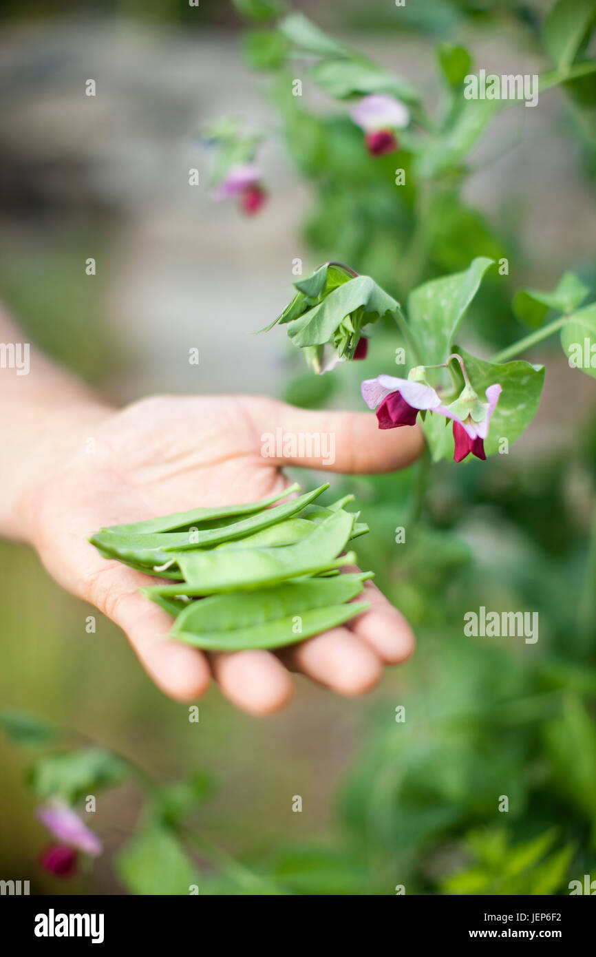 Hand holding garden peas Stock Photo - Alamy