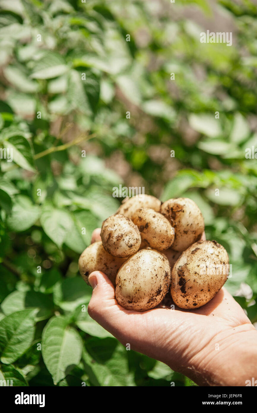 Hand holding potatoes Stock Photo - Alamy