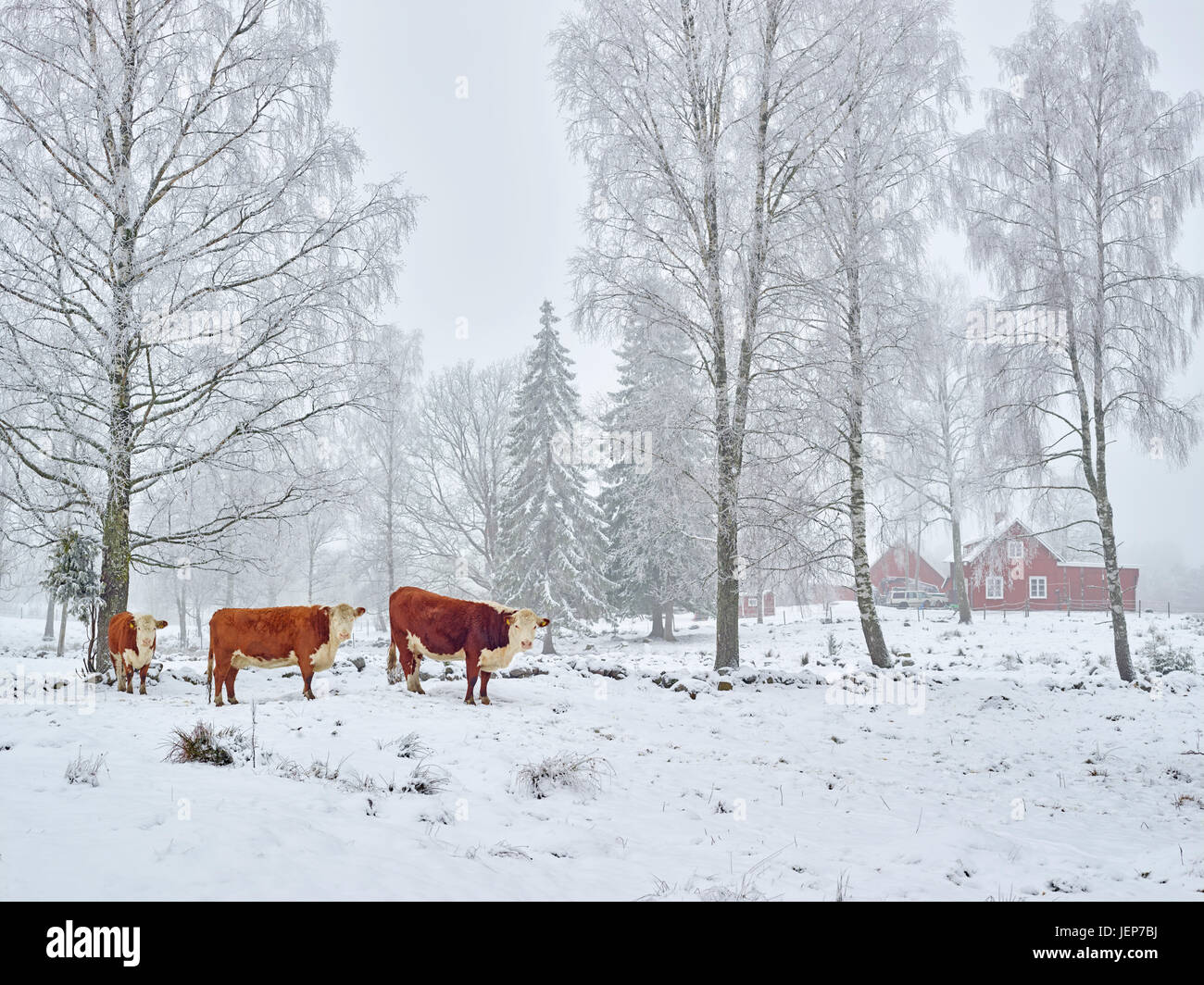 Cows at winter Stock Photo - Alamy