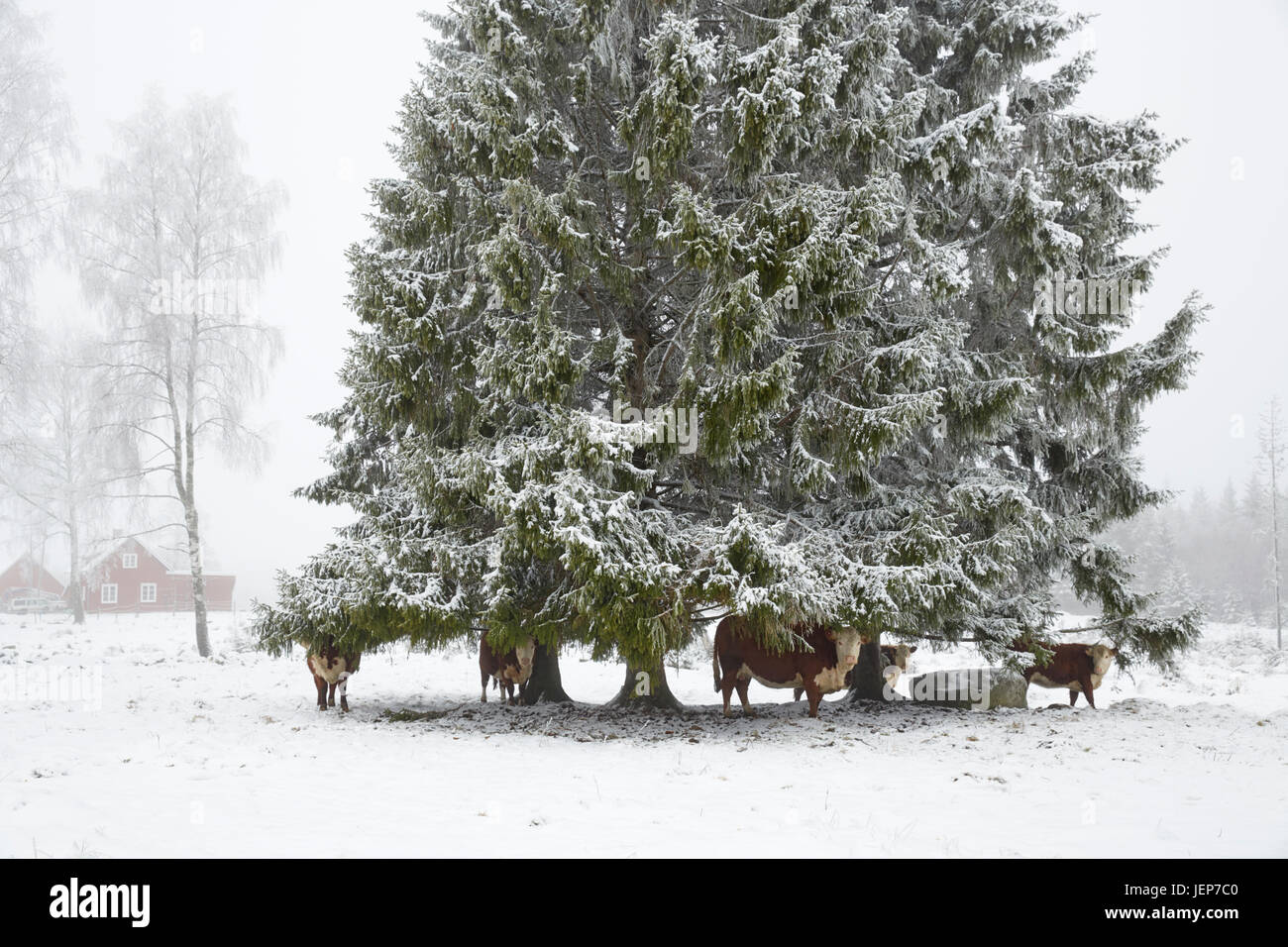 Cows at winter Stock Photo - Alamy