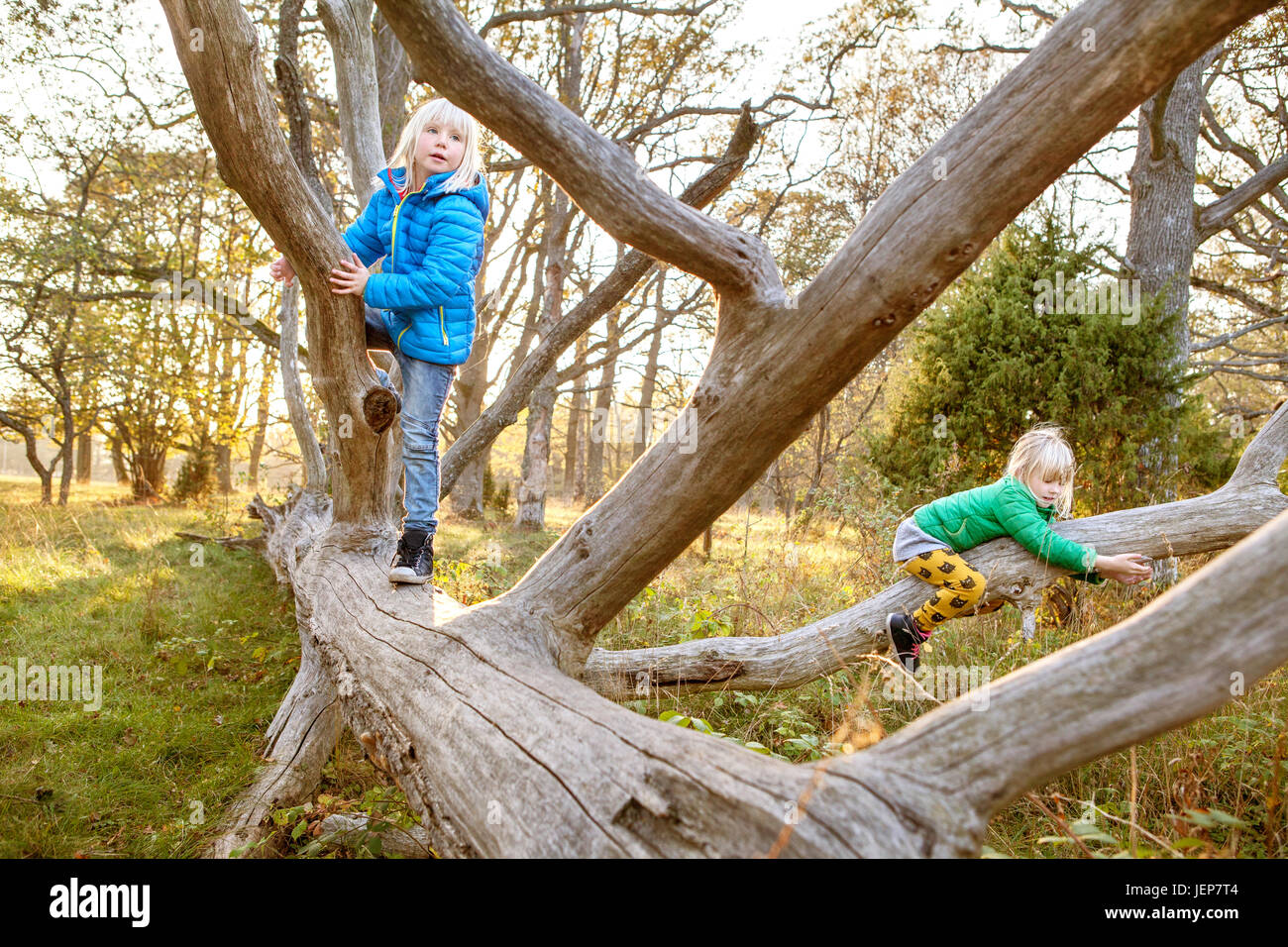 Children playing in the forest sunny hi-res stock photography and ...