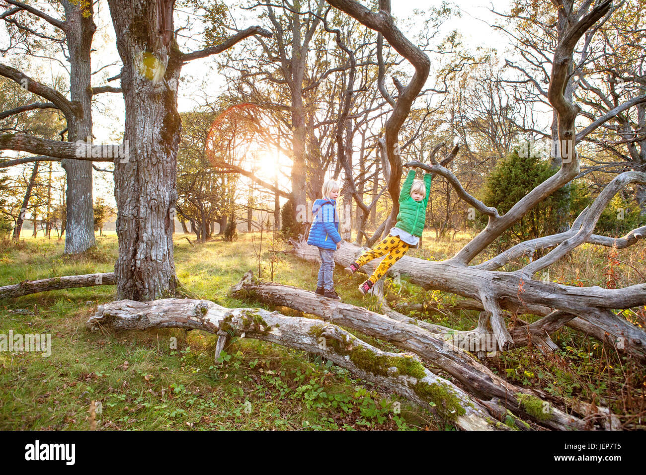 Girls playing in forest Stock Photo - Alamy