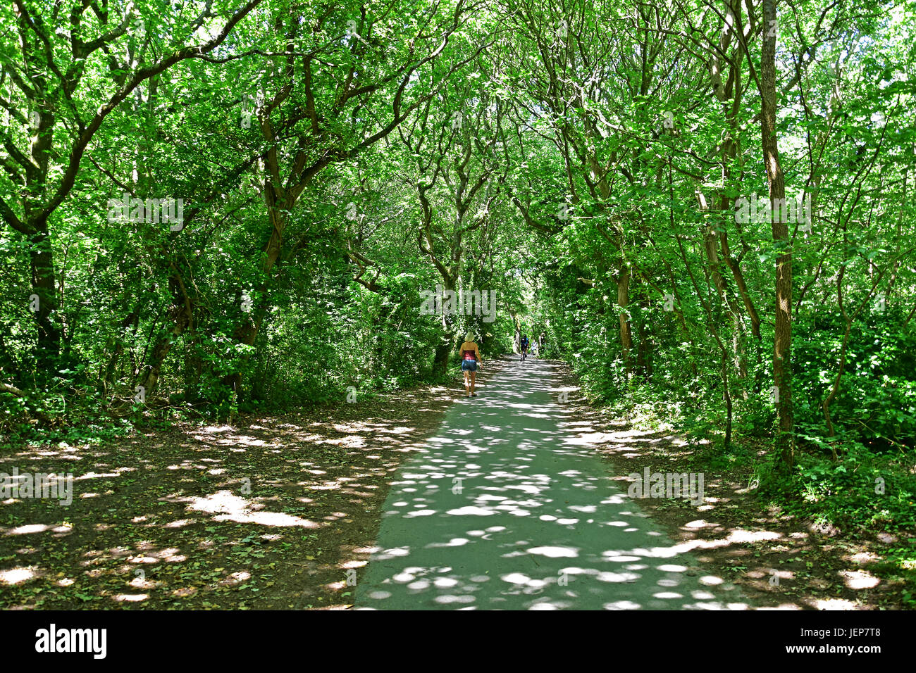 Shadow patterns in Hengistbury Head Nature reserve, forest, Dorset ...