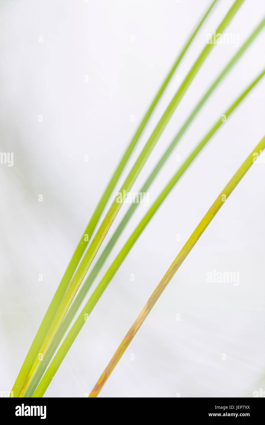 Plant stems on white background Stock Photo - Alamy