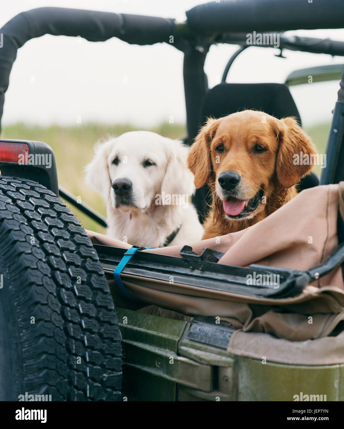 Dogs in back of car Stock Photo - Alamy