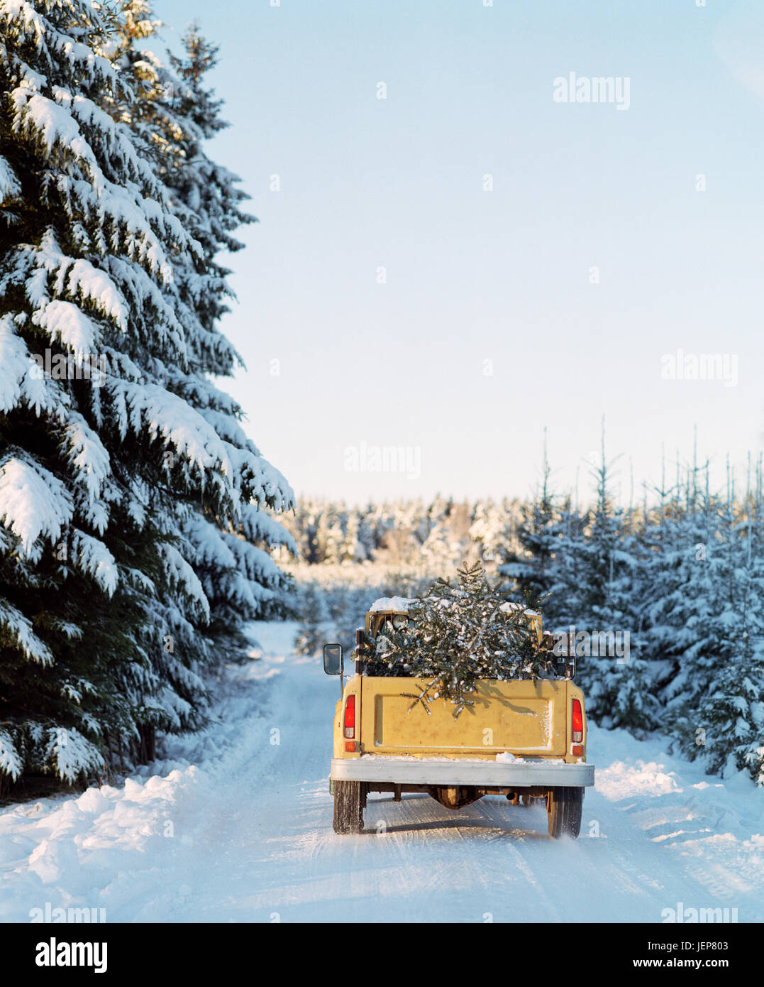 Pick up truck with pine tree on back Stock Photo - Alamy