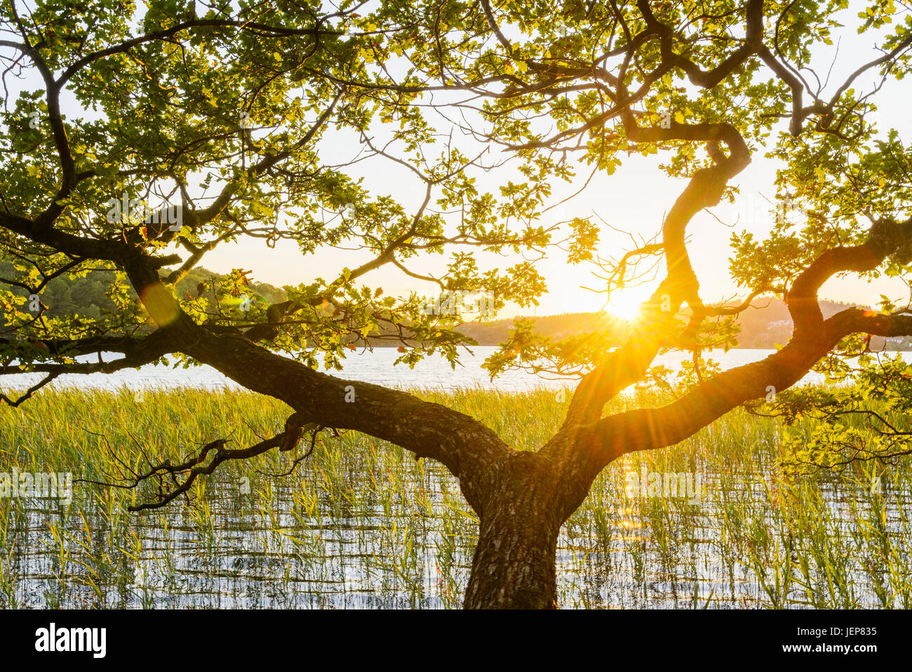 Tree at sunset Stock Photo - Alamy