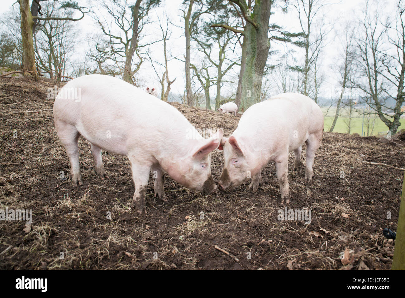 Pigs in mud Stock Photo - Alamy