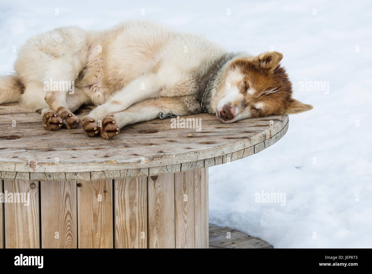 Draught dog sleeping on wooden reel Stock Photo - Alamy