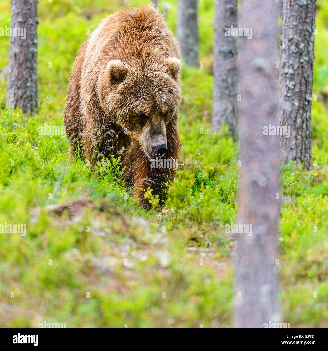 Dalarna sweden bear hi-res stock photography and images - Alamy