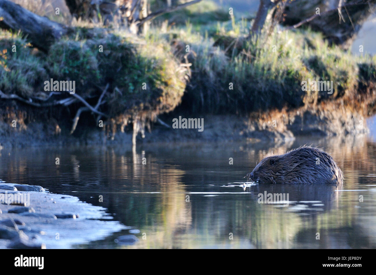 Beaver in water Stock Photo - Alamy