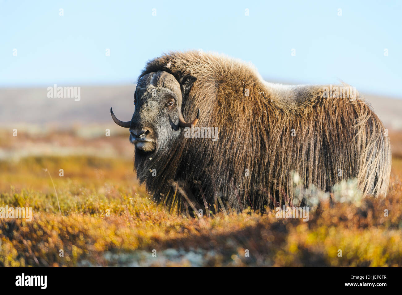 Musk ox on meadow Stock Photo - Alamy