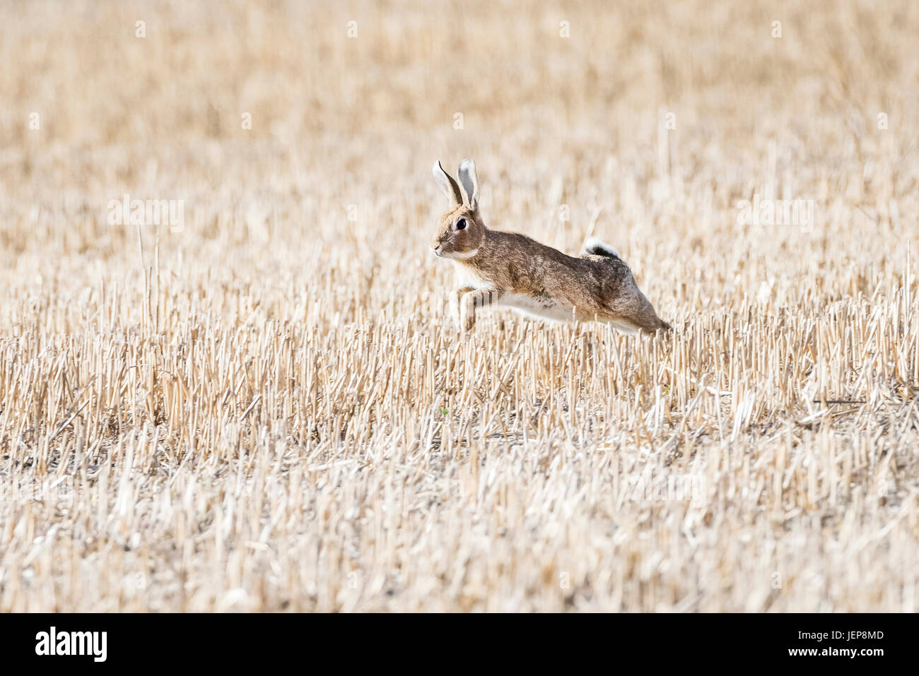 Rabbit pest hi-res stock photography and images - Alamy