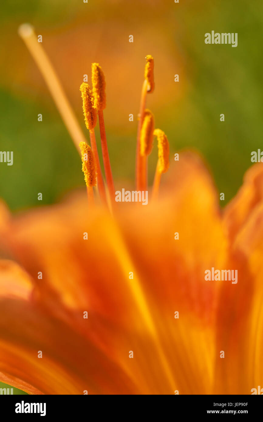 Lilly daylilly hi-res stock photography and images - Alamy