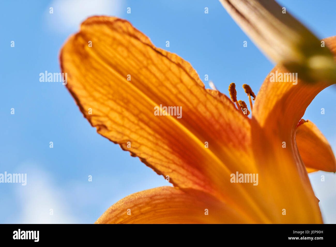 Lilly daylilly hi-res stock photography and images - Alamy