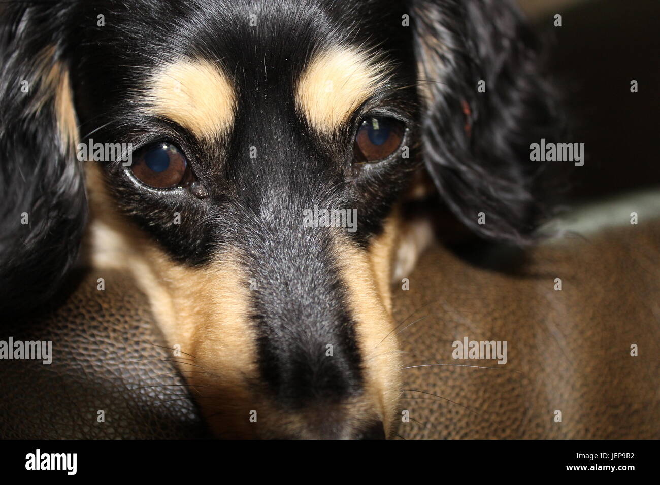 Cute little dog just chilling Stock Photo - Alamy