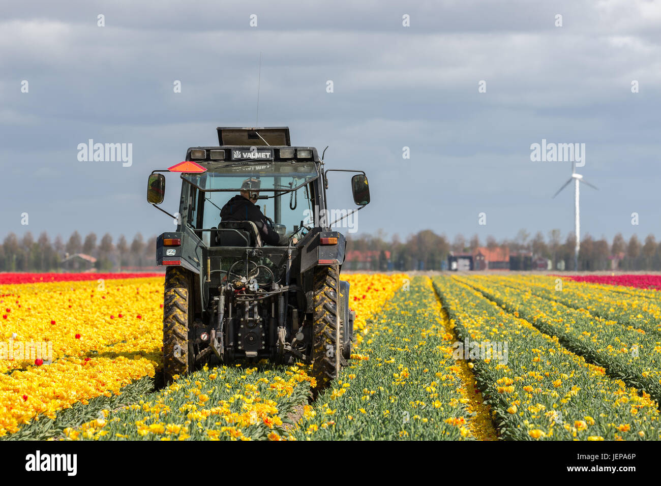 ESPEL, THE NETHERLANDS - APRIL 22, 2017: Farmer at tractor with ...