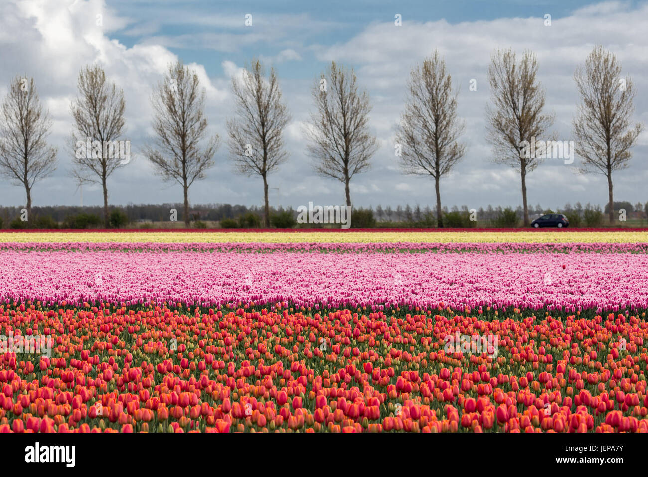Dutch farmland with country road and colorful tulip fields Stock Photo ...