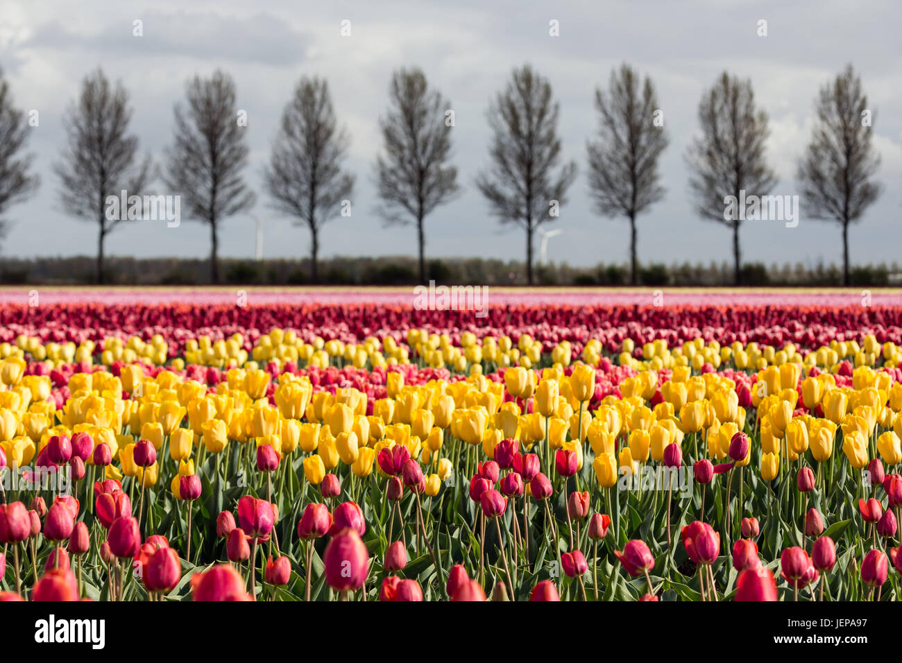 Dutch farmland with country road and colorful tulip fields photographed ...