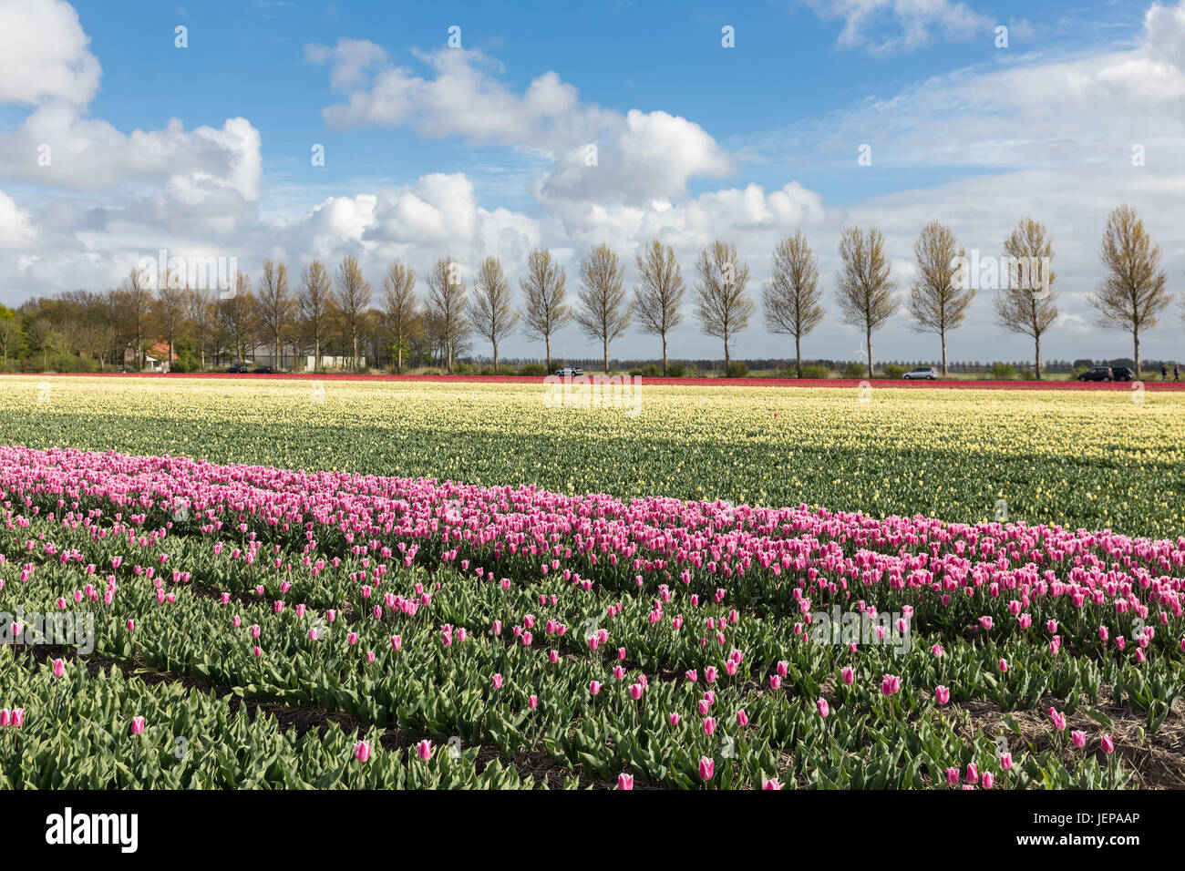 Dutch farmland with country road and colorful tulip fields Stock Photo ...