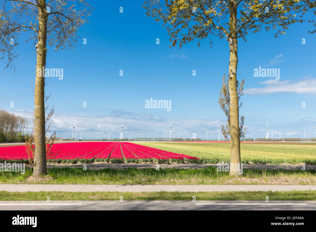 Dutch country road with colorful red tulip fields and wind turbines ...