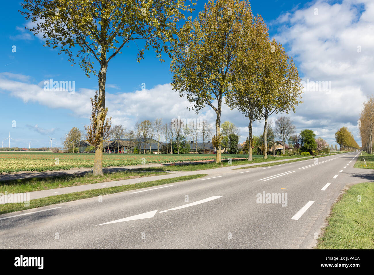 Dutch country road with farmhouses and trees in spring time Stock Photo ...