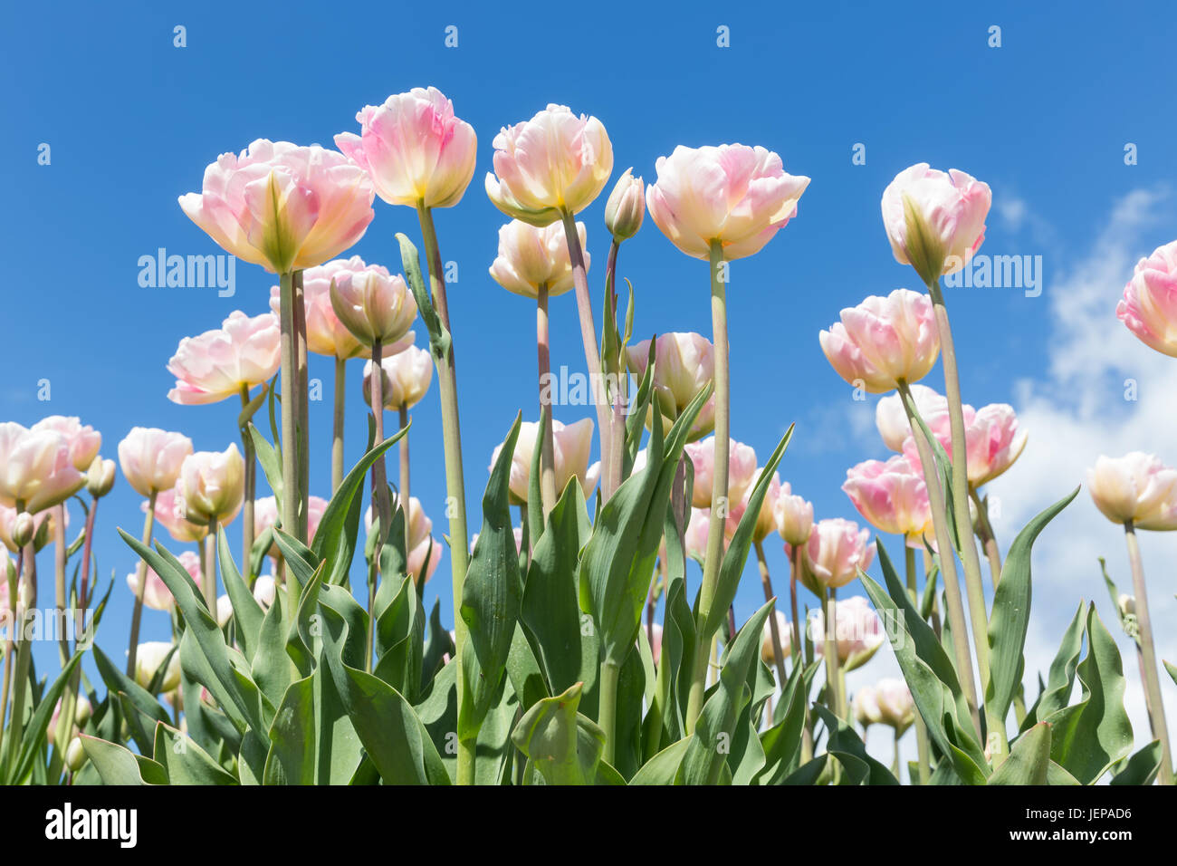 Sunny clear sky holland hi-res stock photography and images - Alamy