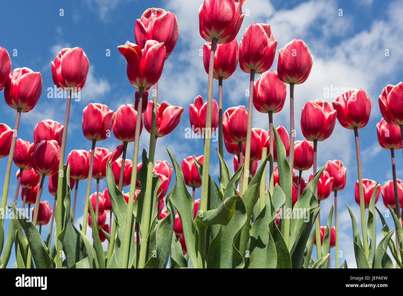 Beautiful bouquet of colorful tulips in spring time Stock Photo - Alamy