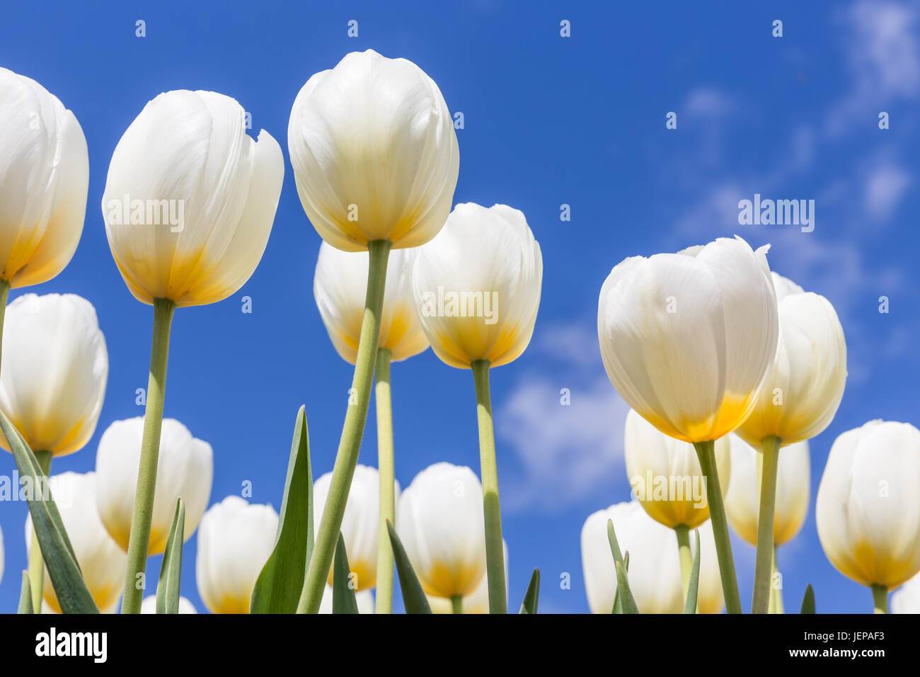 White tulips with yellow heart in Dutch springtime Stock Photo - Alamy