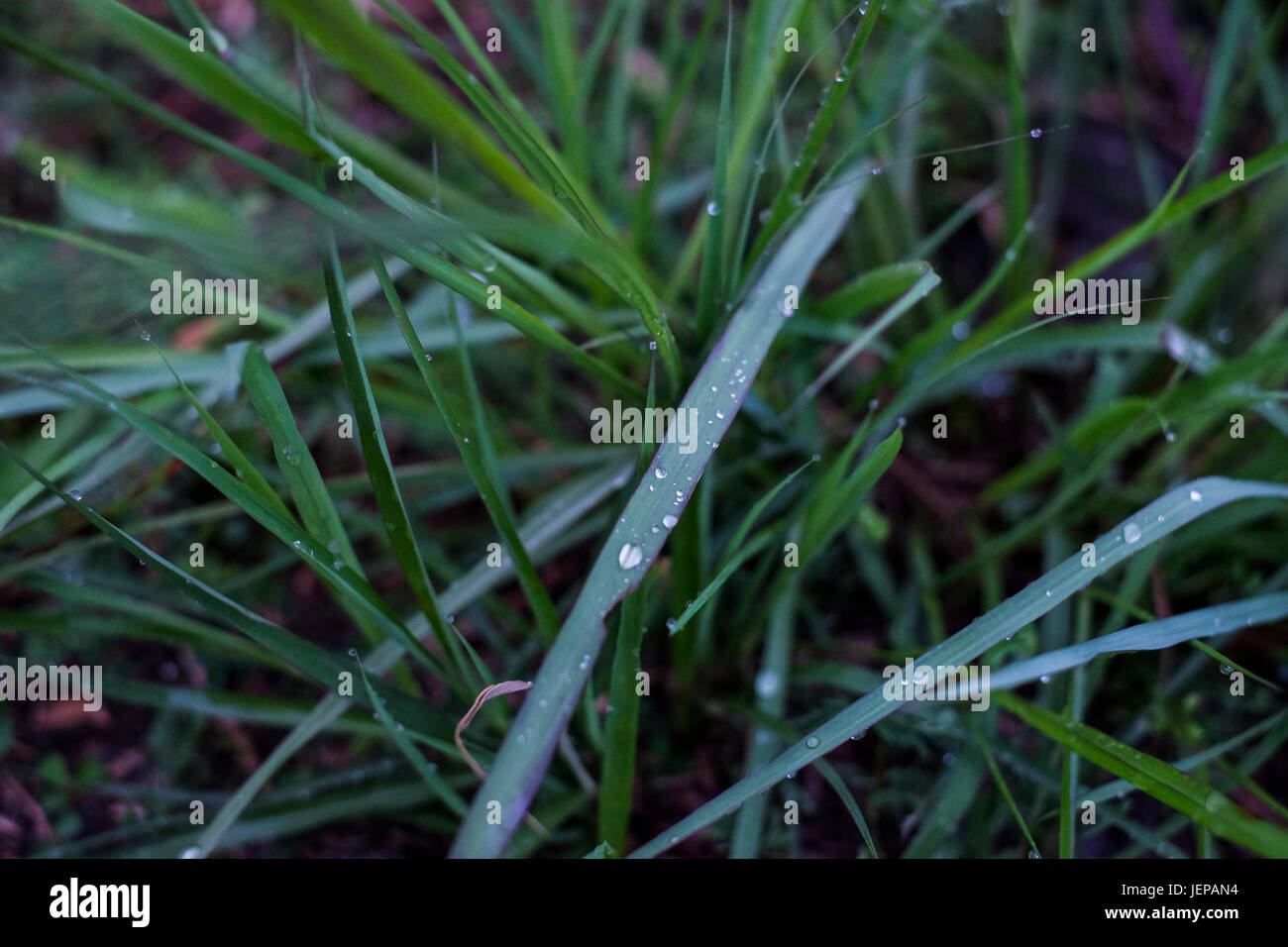 Drop on grass hi-res stock photography and images - Alamy
