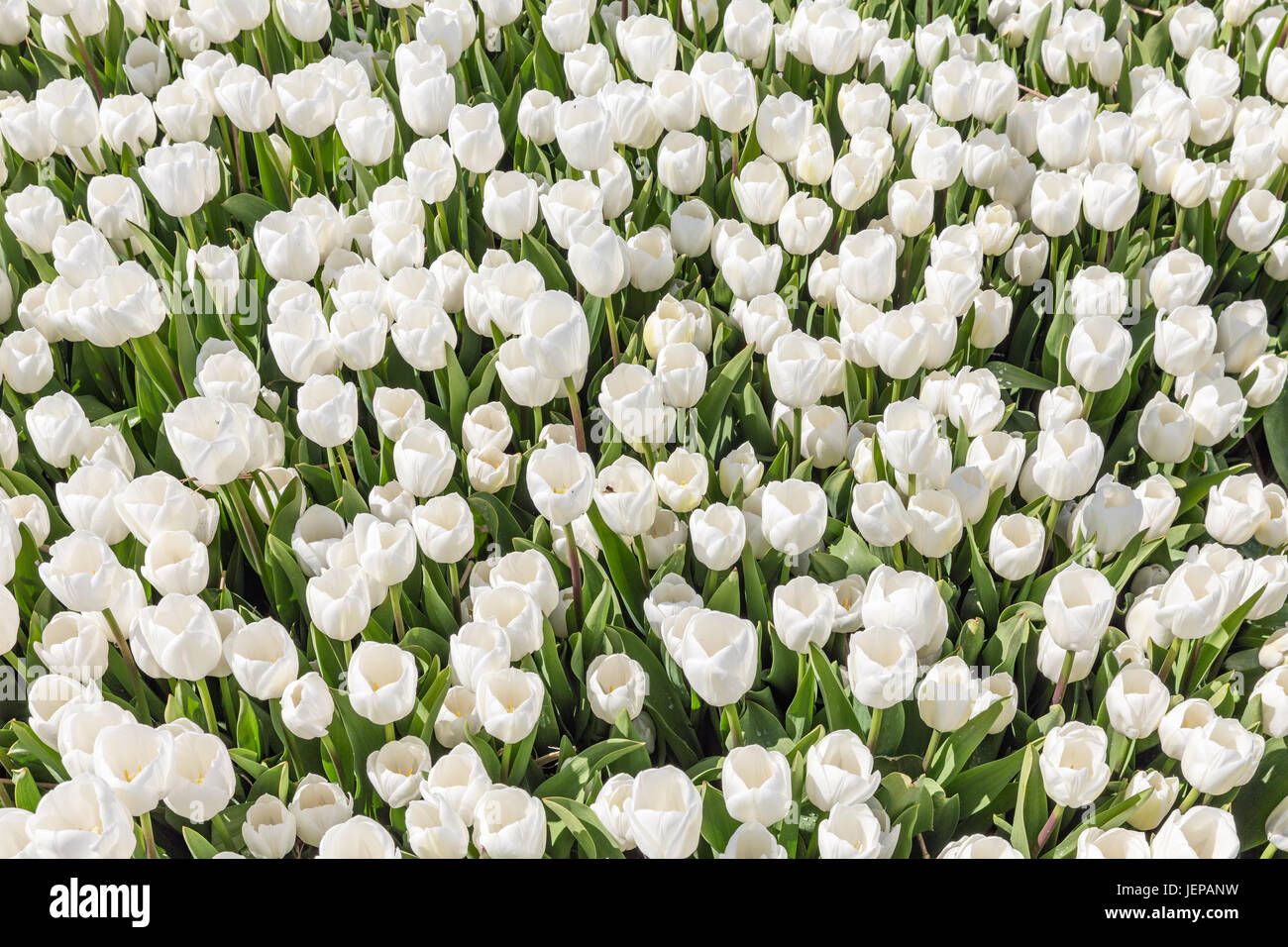 Field of white tulips hi-res stock photography and images - Alamy
