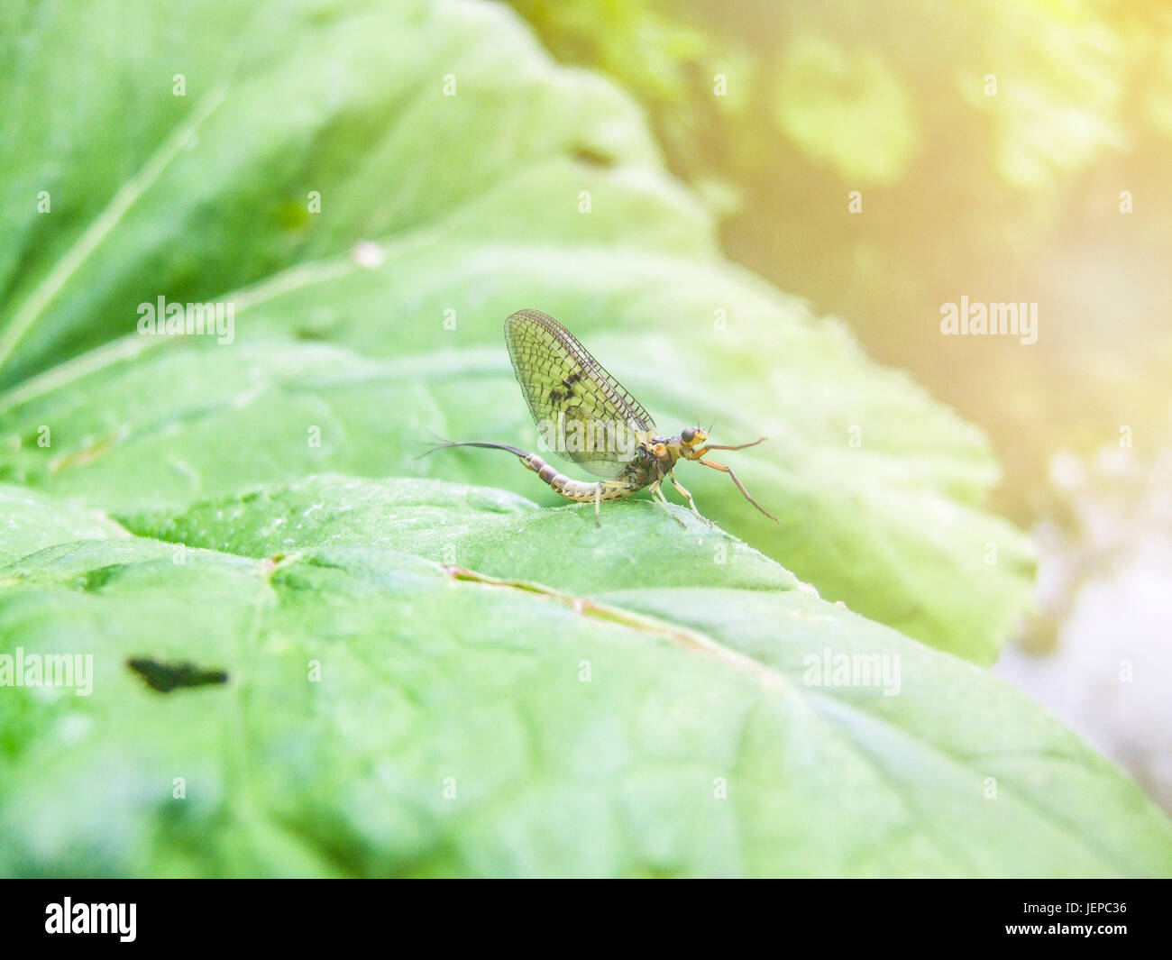 Mayfly in spring in hampshire england hi-res stock photography and ...