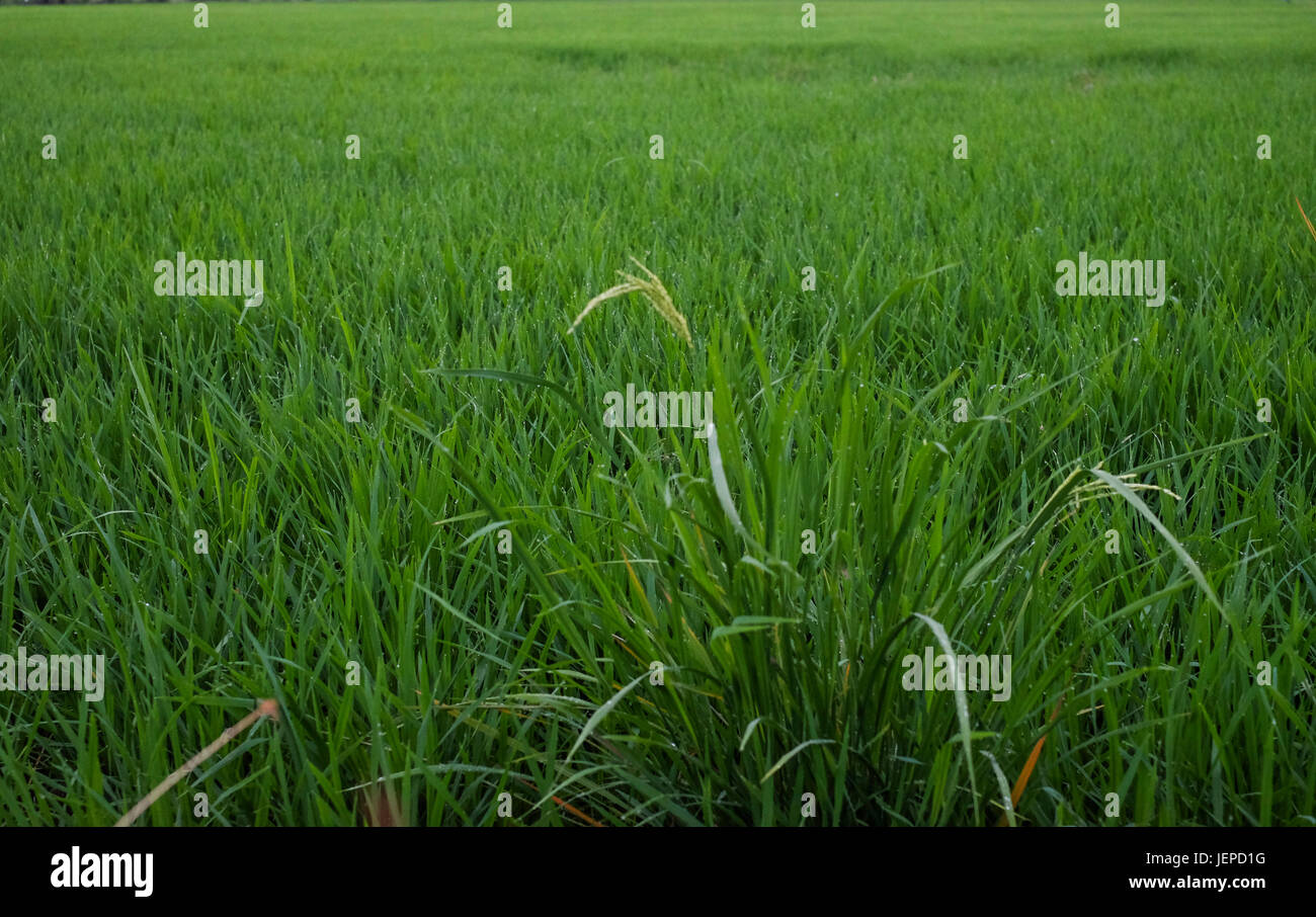 Paddy field in north Malaysia Stock Photo - Alamy
