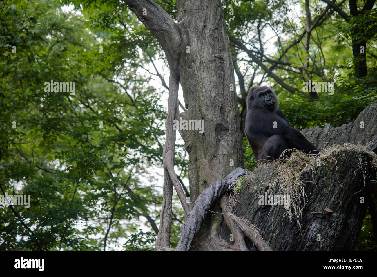 A silverback gorilla resting on the top of the tree Stock Photo - Alamy