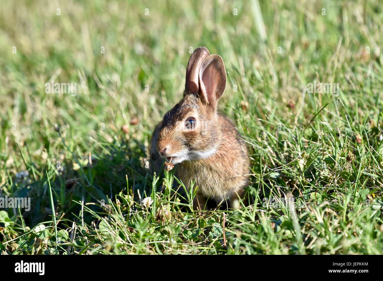 Eastern cottontail rabbit (Sylvilagus floridanus Stock Photo - Alamy